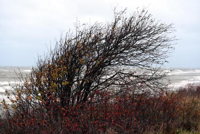 VS.lv: 108 kilometri stundā! Ziemeļvidzemē plosās vētra