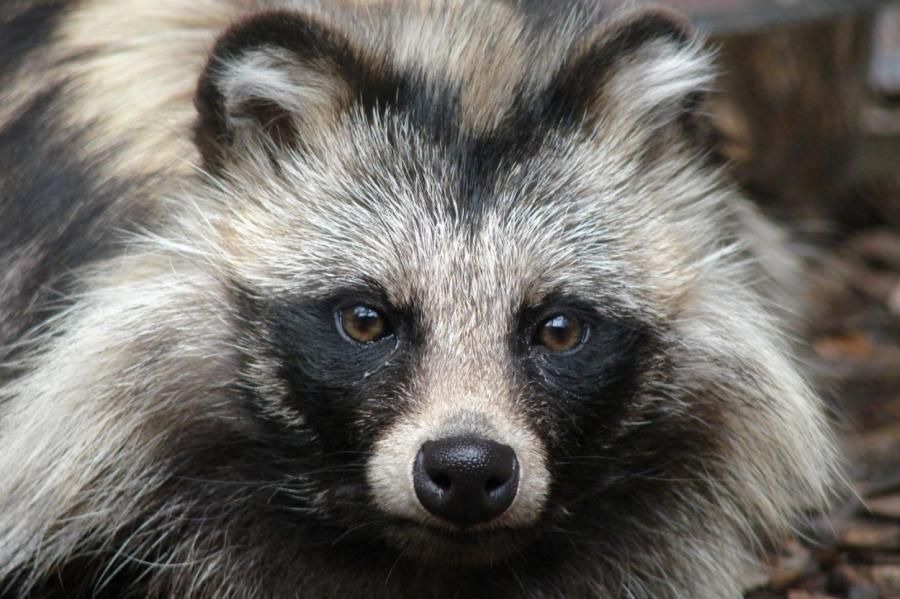 VS.lv: Skrundā dzīvojamās mājas kāpņu telpā notverts jenotsuns