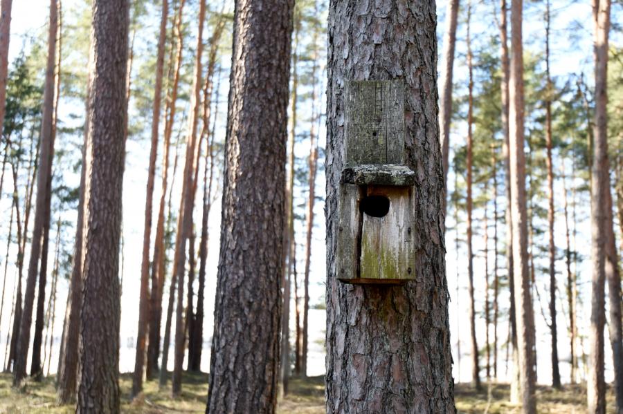 VS.lv: Piektdien Latvijas debesis klās mākoņi, caur tiem spīdēs saule ...
