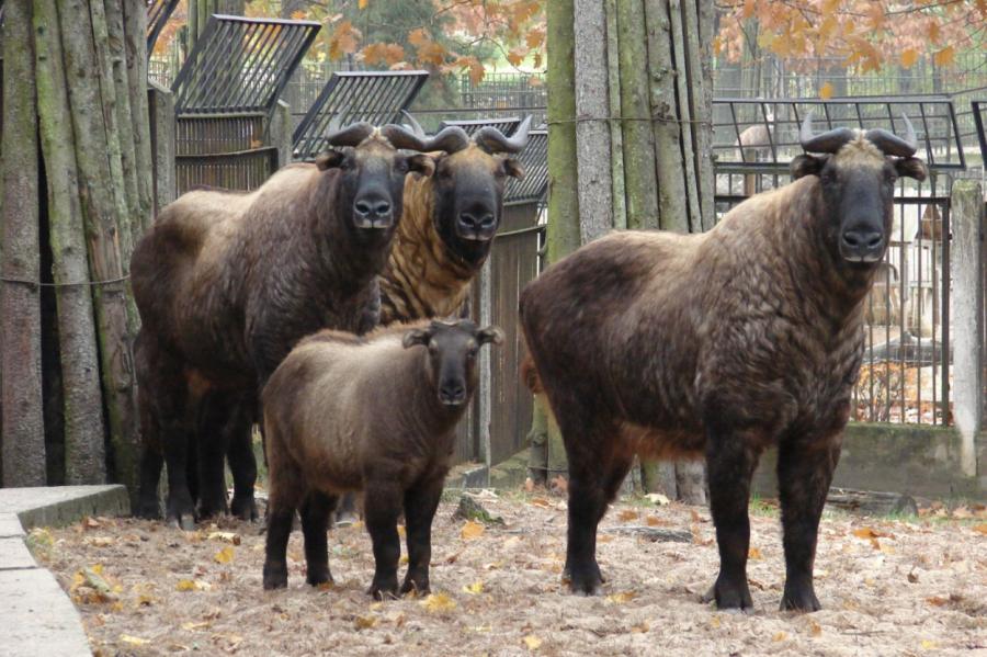 VS.lv: Rīgas Zoo atskrējis mišmi takinu mazulis! Tas kristīts ...