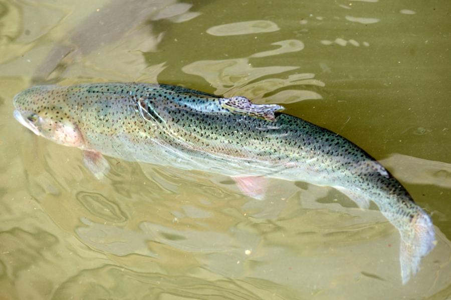 VS.lv: Norvēģu pēdās? Rīgas jūras līcī plāno audzēt varavīksnes foreles