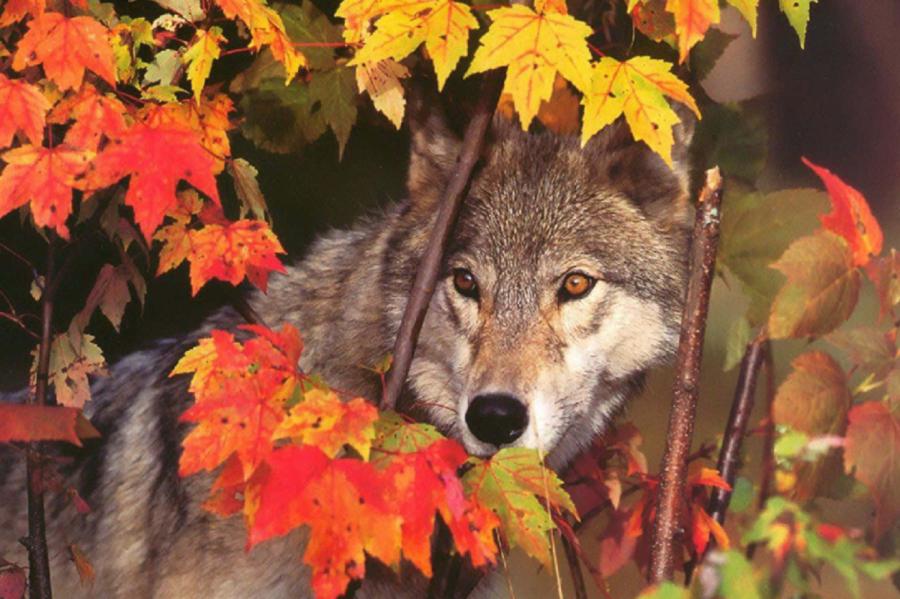 VS.lv: Izteiktas prognozes par nākamās nedēļas laikapstākļiem. Būs auksti!